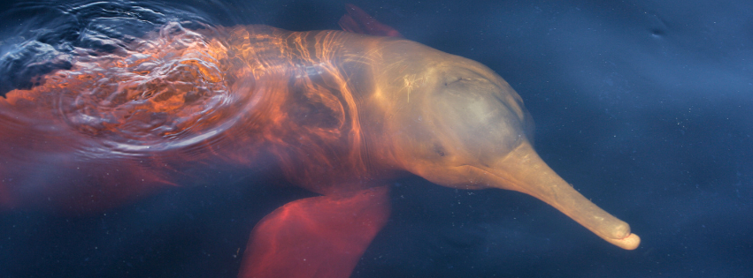 Amazon River Dolphins: 12 Fascinating Pink Facts — Wildlife Nomads
