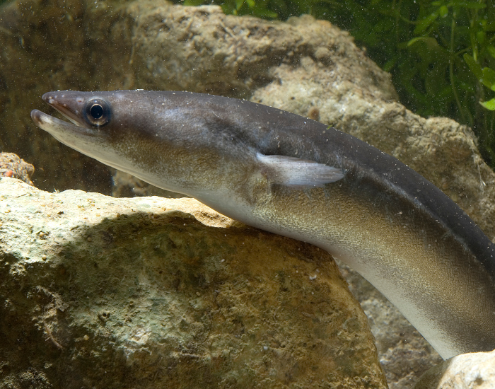 Almost Extinct Sea Animals: Endangered Species — Wildlife Nomads