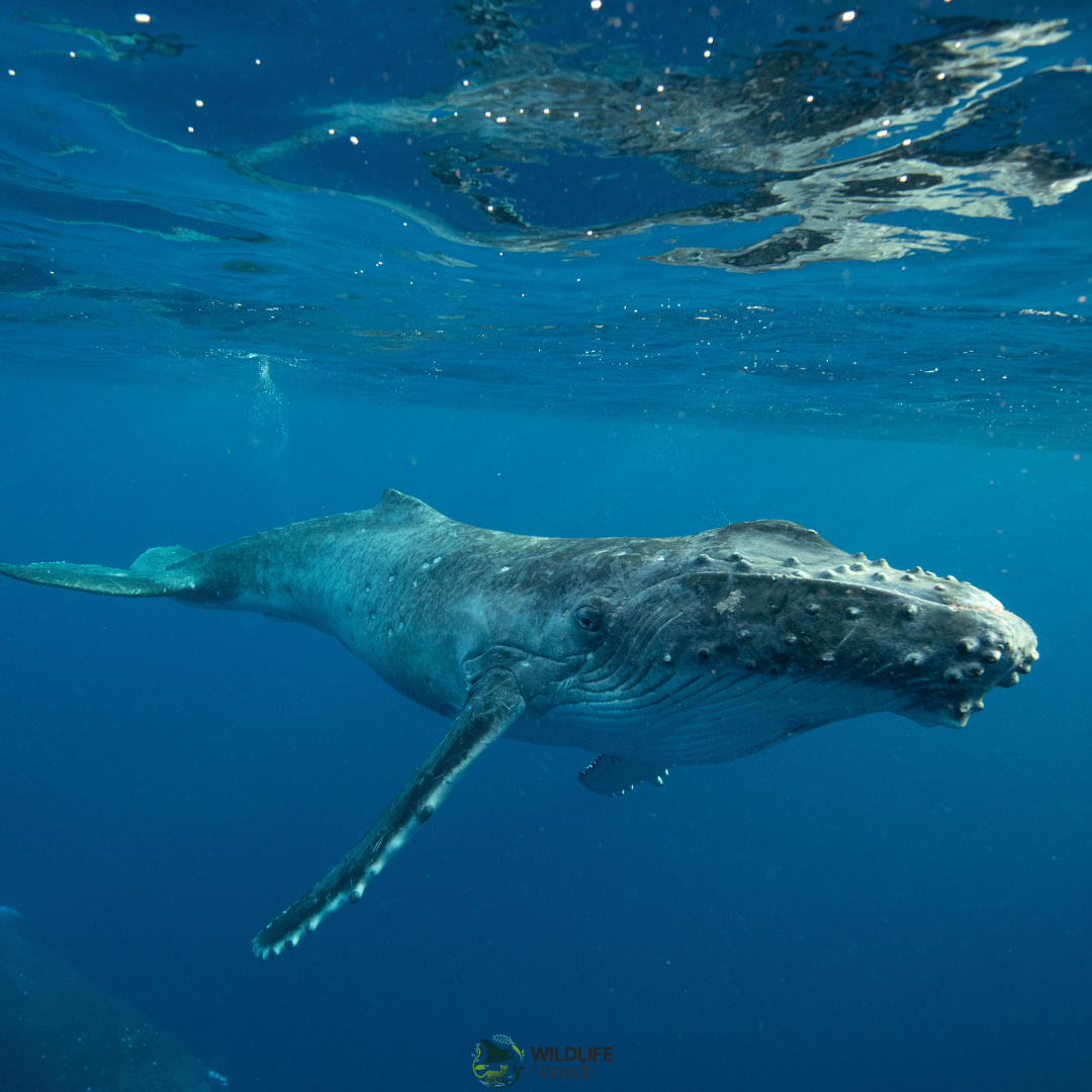 Animals of Mexico | Discover Its Unique Wildlife — Wildlife Nomads