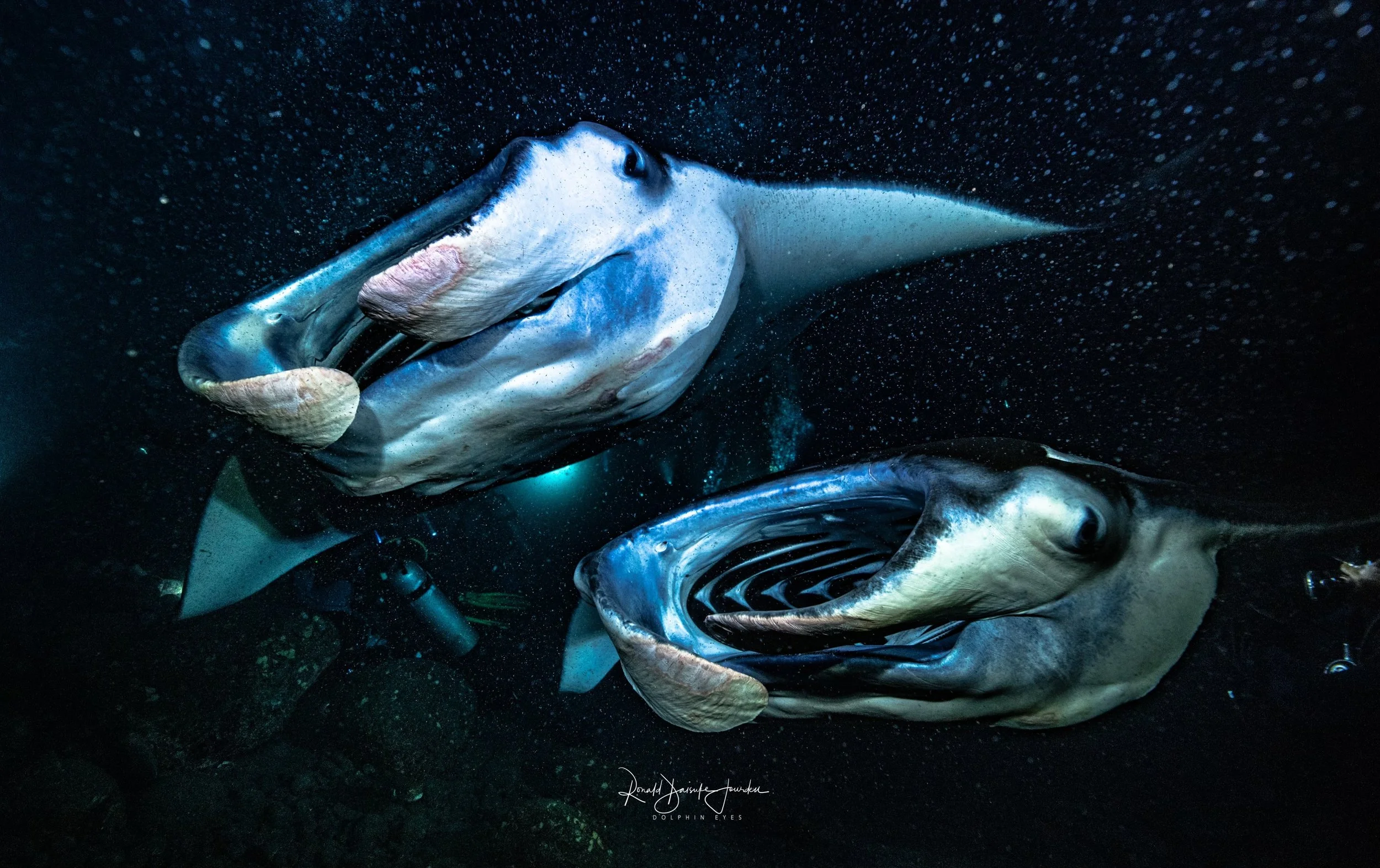 Manta Ray Dives of Hawaii | Discover EcoAdventures Today