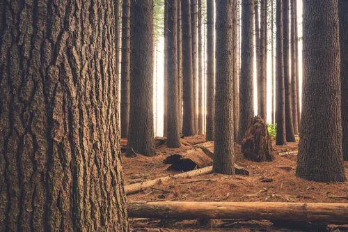 Is Wood a Sustainable Material? Explained