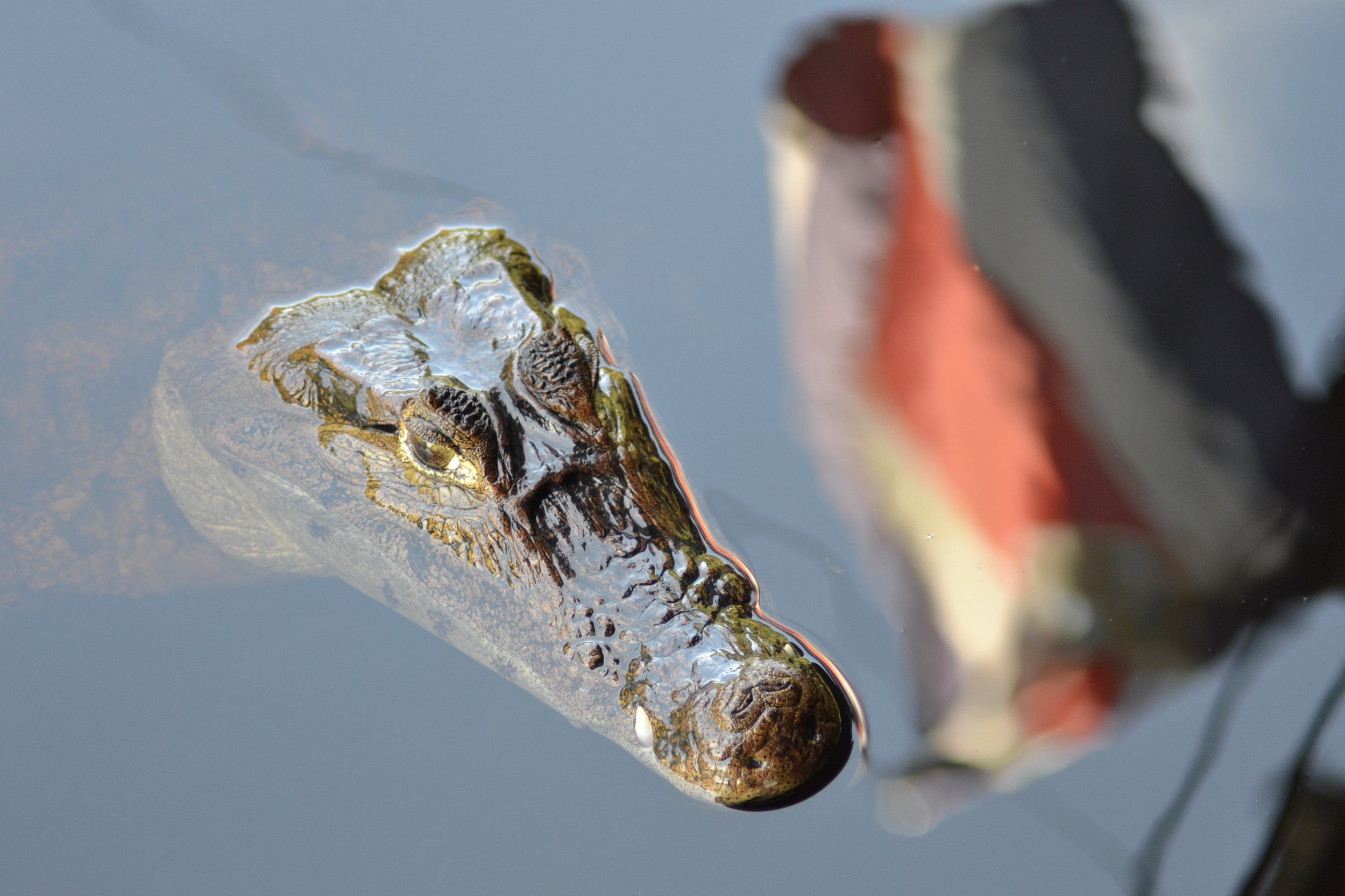 Caiman — COTERC