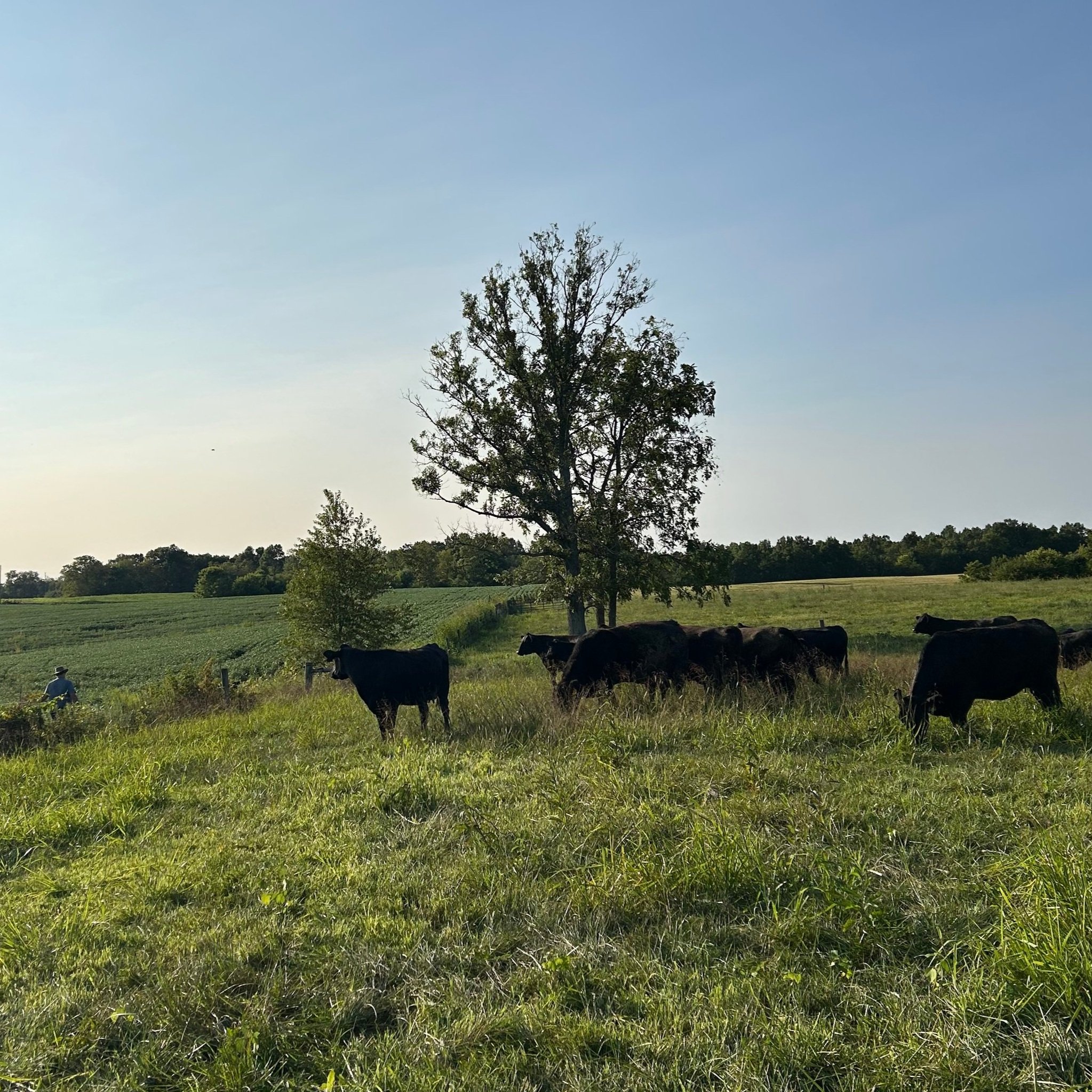 Blue Meadow Beef | Healthy & Humane Beef | Henry County, KY