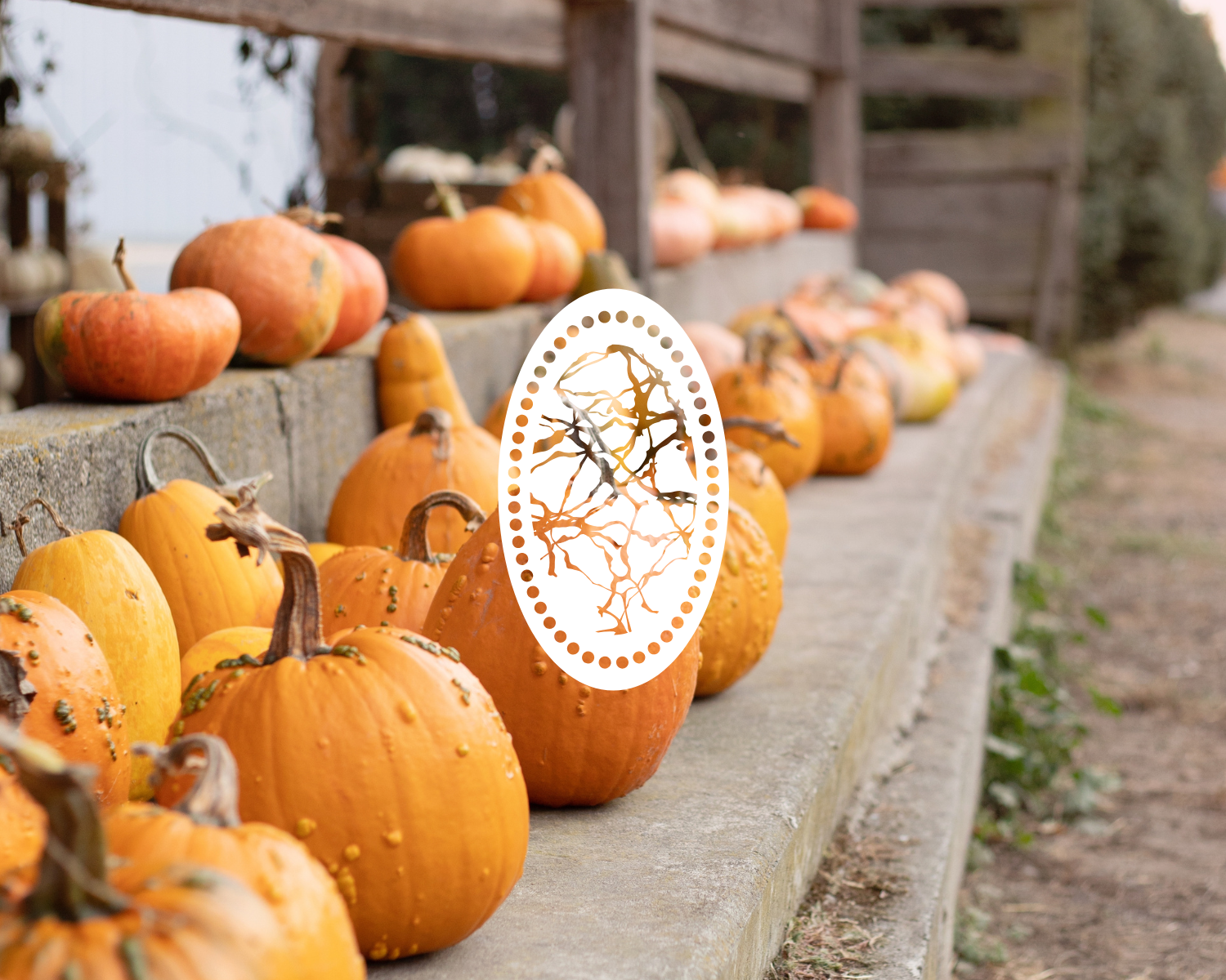 Upcoming Events in Anacortes WA | Don't Miss Out — Anacortes Information