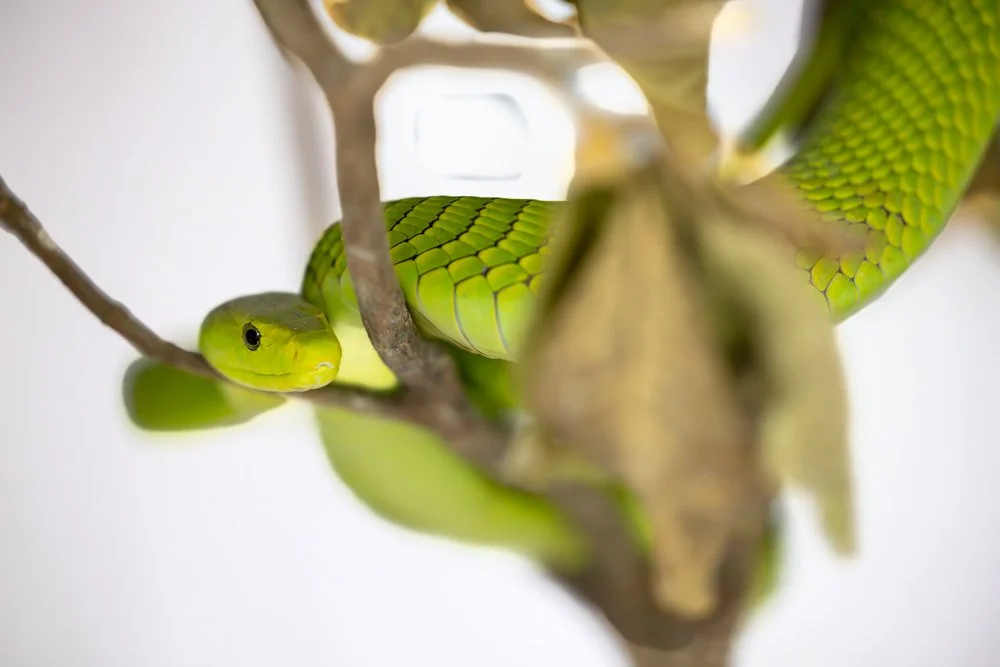 Watamu Snake Farm
