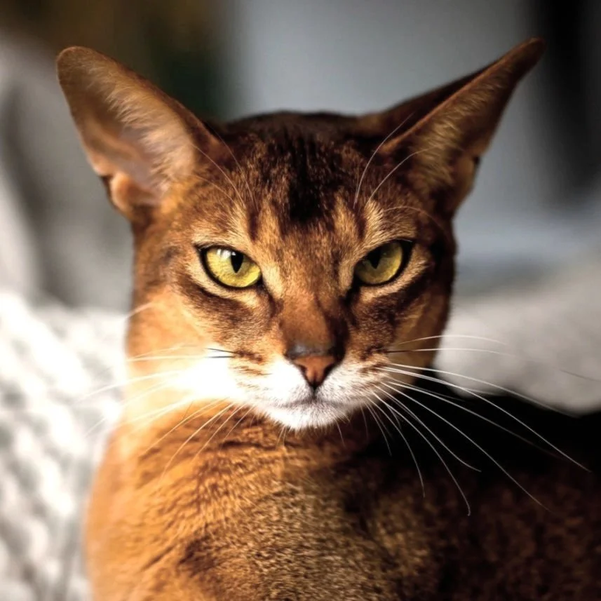 Resources — The Fur Seasons