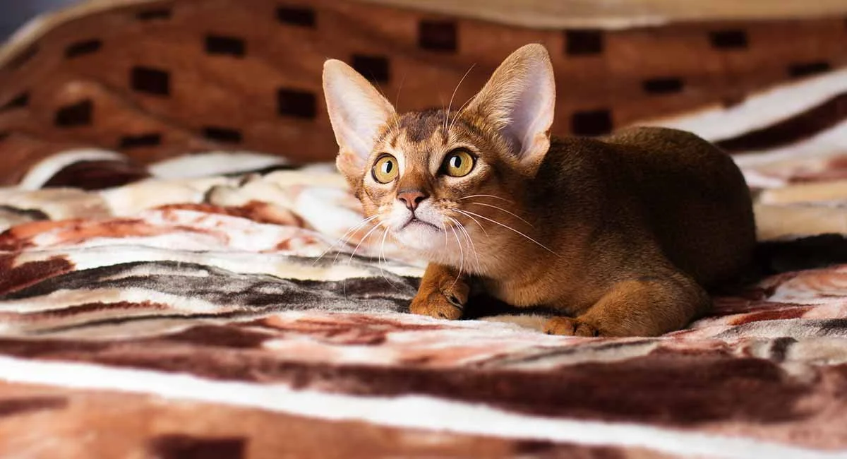 Abyssinian Cat Care — The Fur Seasons