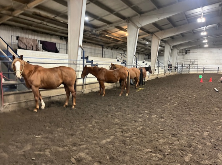 Equine-Assisted Psychotherapy Programs | Healing with Horses — Peace ...