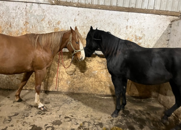 Equine-Assisted Psychotherapy Programs | Healing with Horses — Peace ...