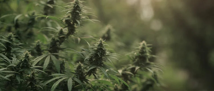 Cornucopia Growers