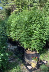 Cornucopia Growers