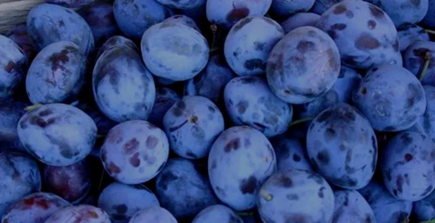 THE WESTMORLAND DAMSON ASSOCIATION