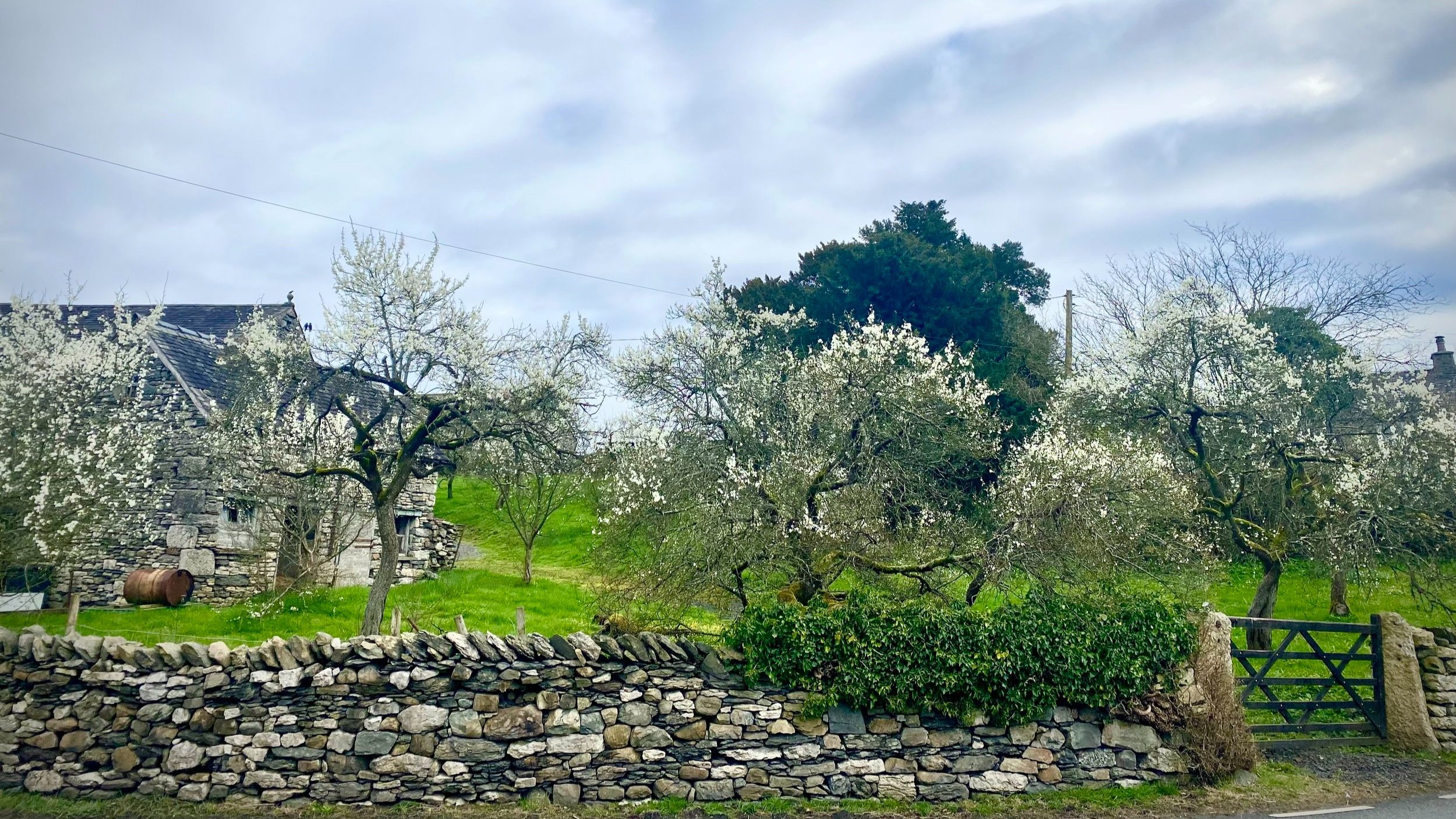 General 6 — THE WESTMORLAND DAMSON ASSOCIATION