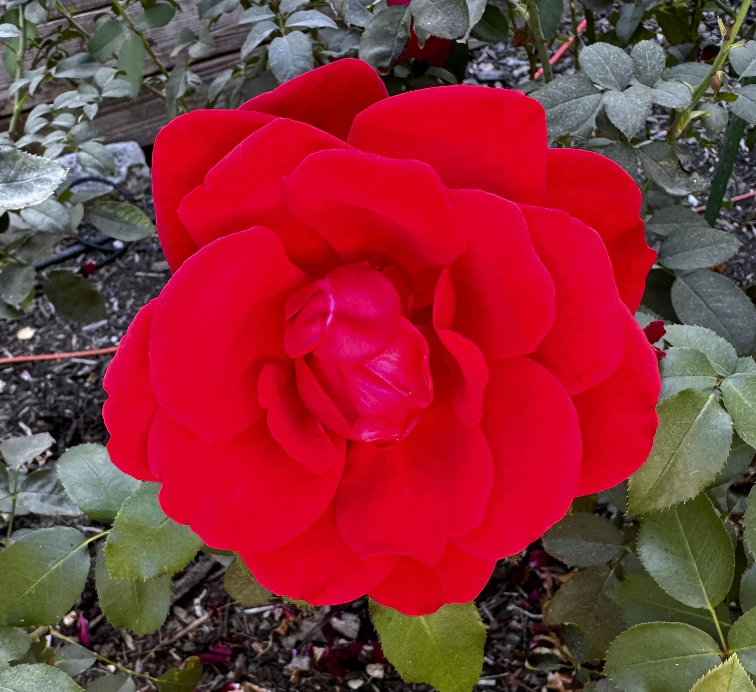 Grateful Dead Rose