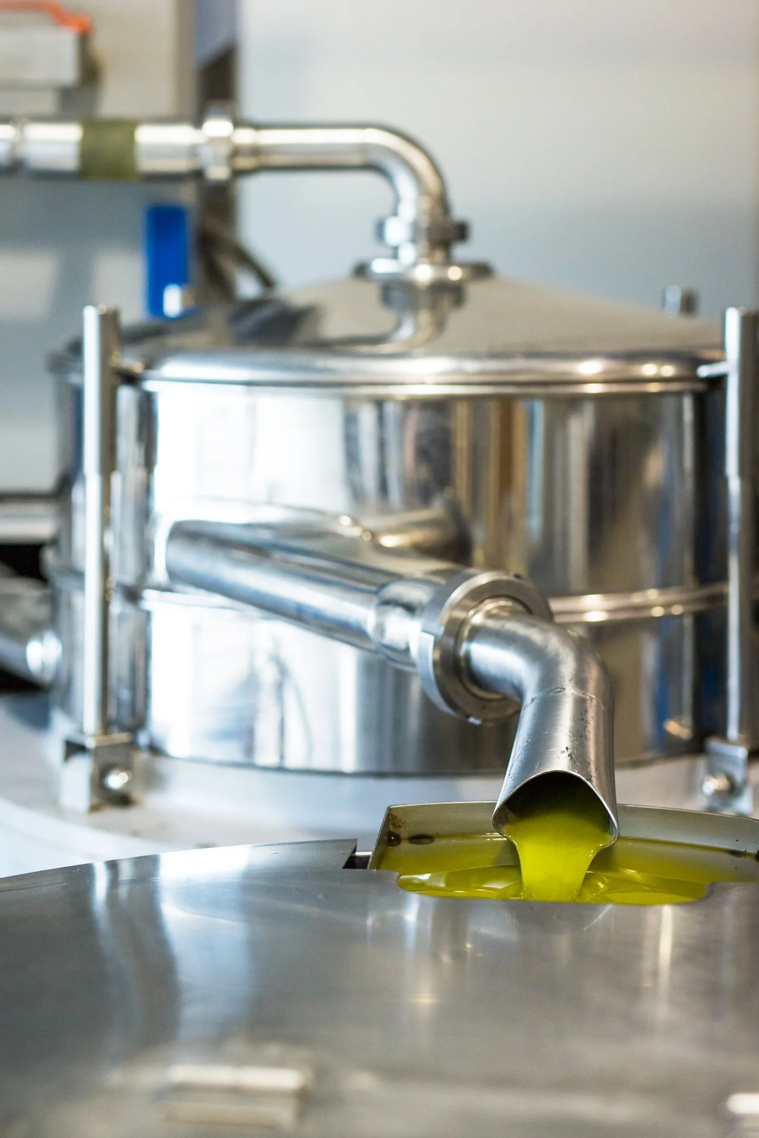 Diana Olive Oil | A Love Affair With This Little Green Berry