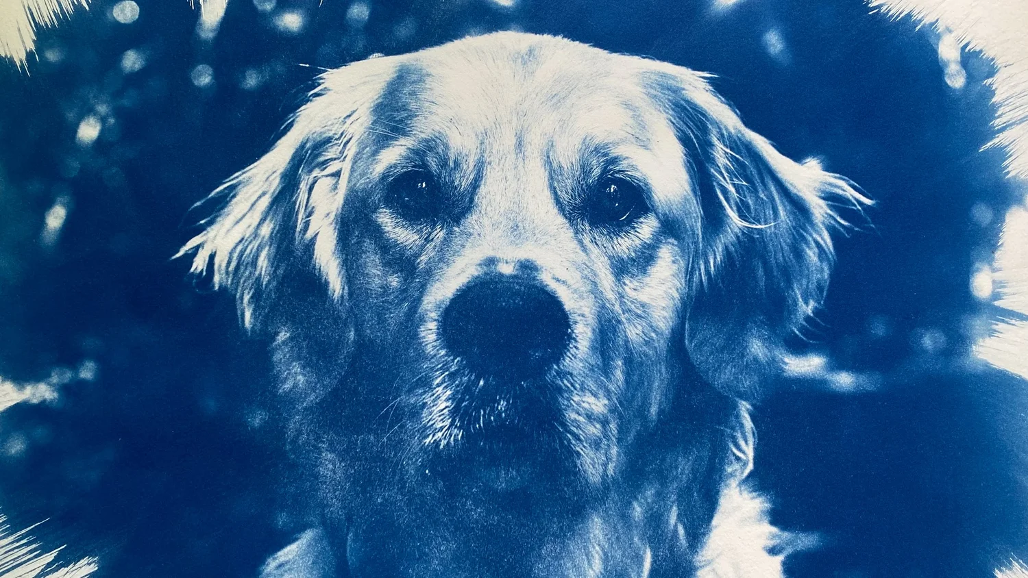Salty Dog Pix | Unique Cyanotype Photography by Nick Gardner in London
