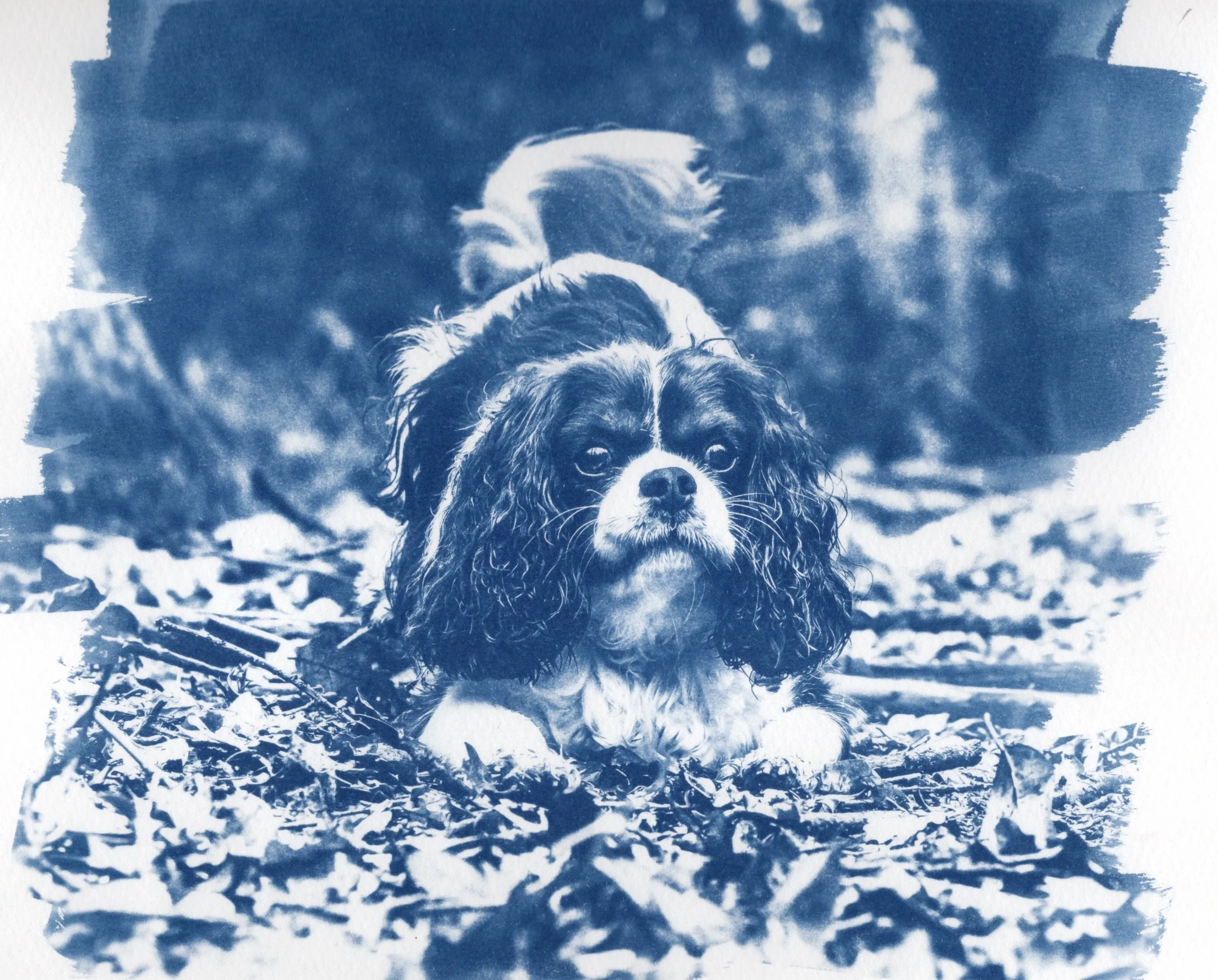 Salty Dog Pix | Unique Cyanotype Photography by Nick Gardner in London