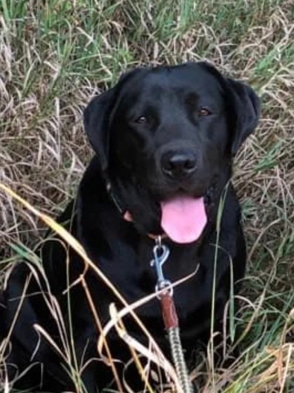 Our Dogs | Hermes Heartland Labs | Dixon, Illinois