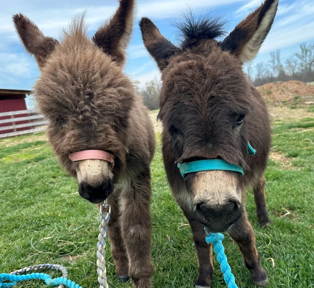 Storybook Farm at The Little Red Barn | Explore, Connect, Volunteer