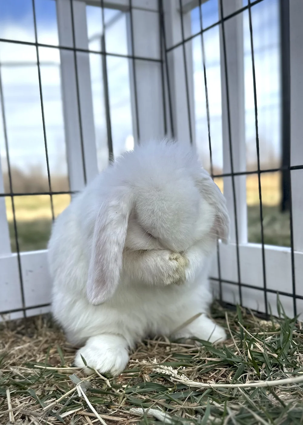 Storybook Farm at The Little Red Barn | Explore, Connect, Volunteer