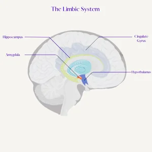 Limbic Resonance: The Key to Healing Relationships — Re/source Therapy