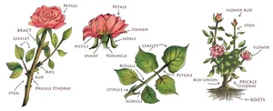 Rose Terminology and Anatomy — Portland Rose Society