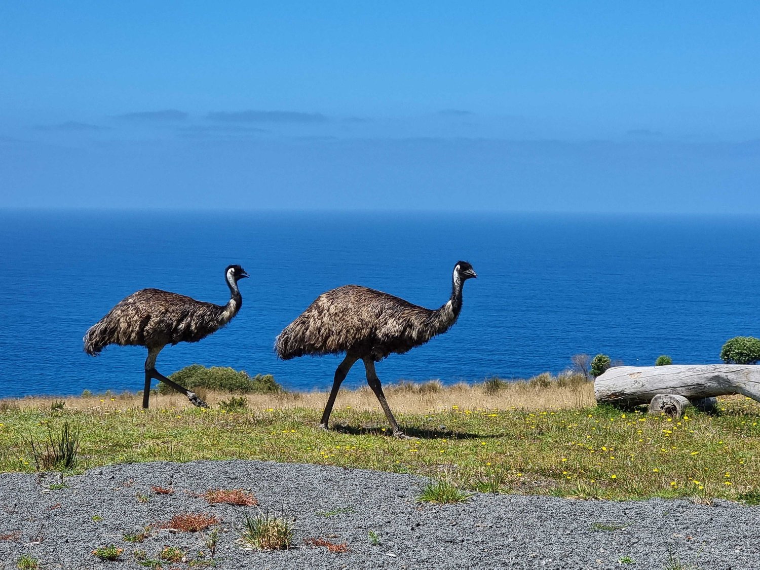 Learn about the Emu — Wildlife Wonders