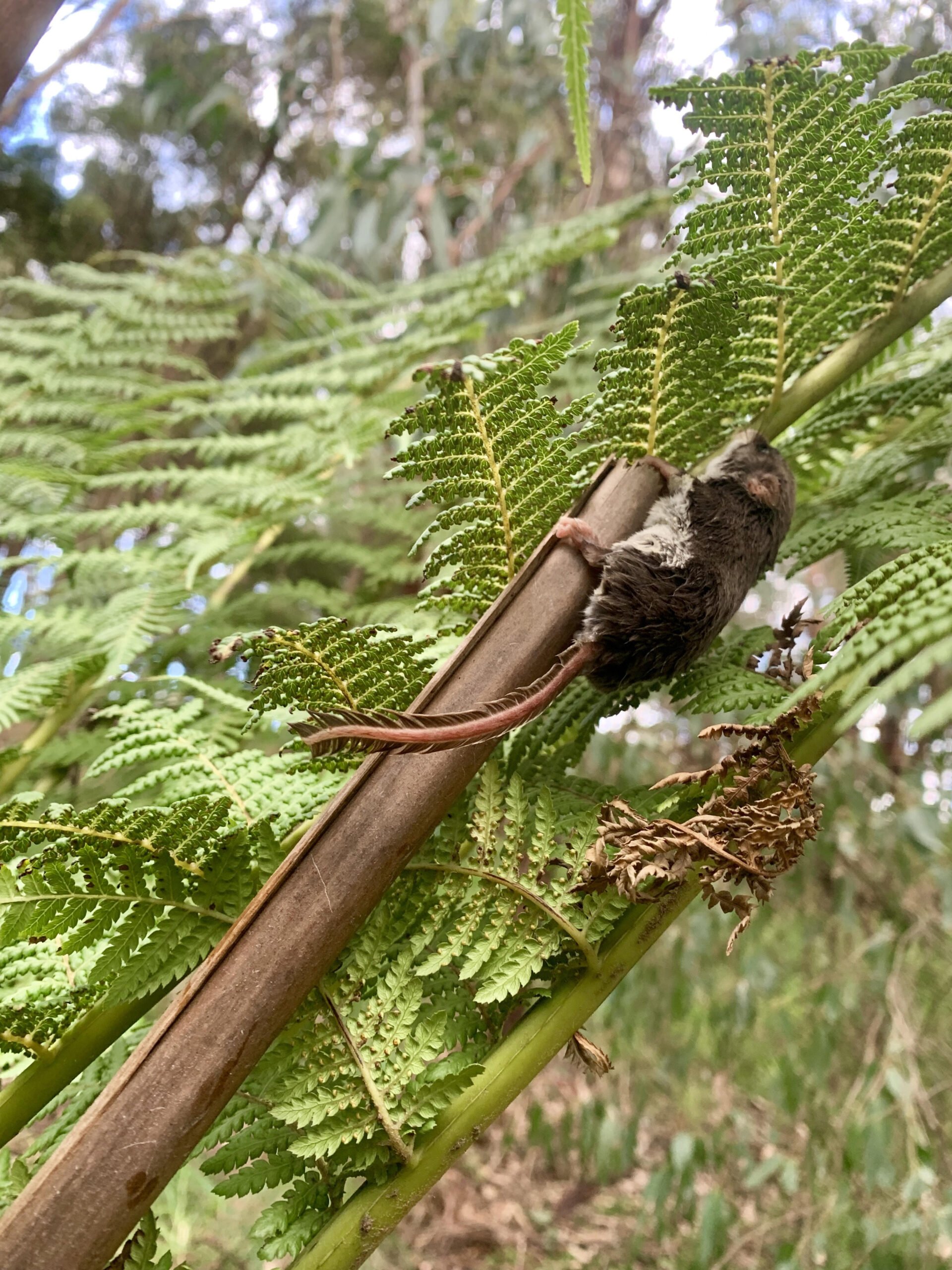 Feathertail Glider | Explore Nature's Marvels — Wildlife Wonders