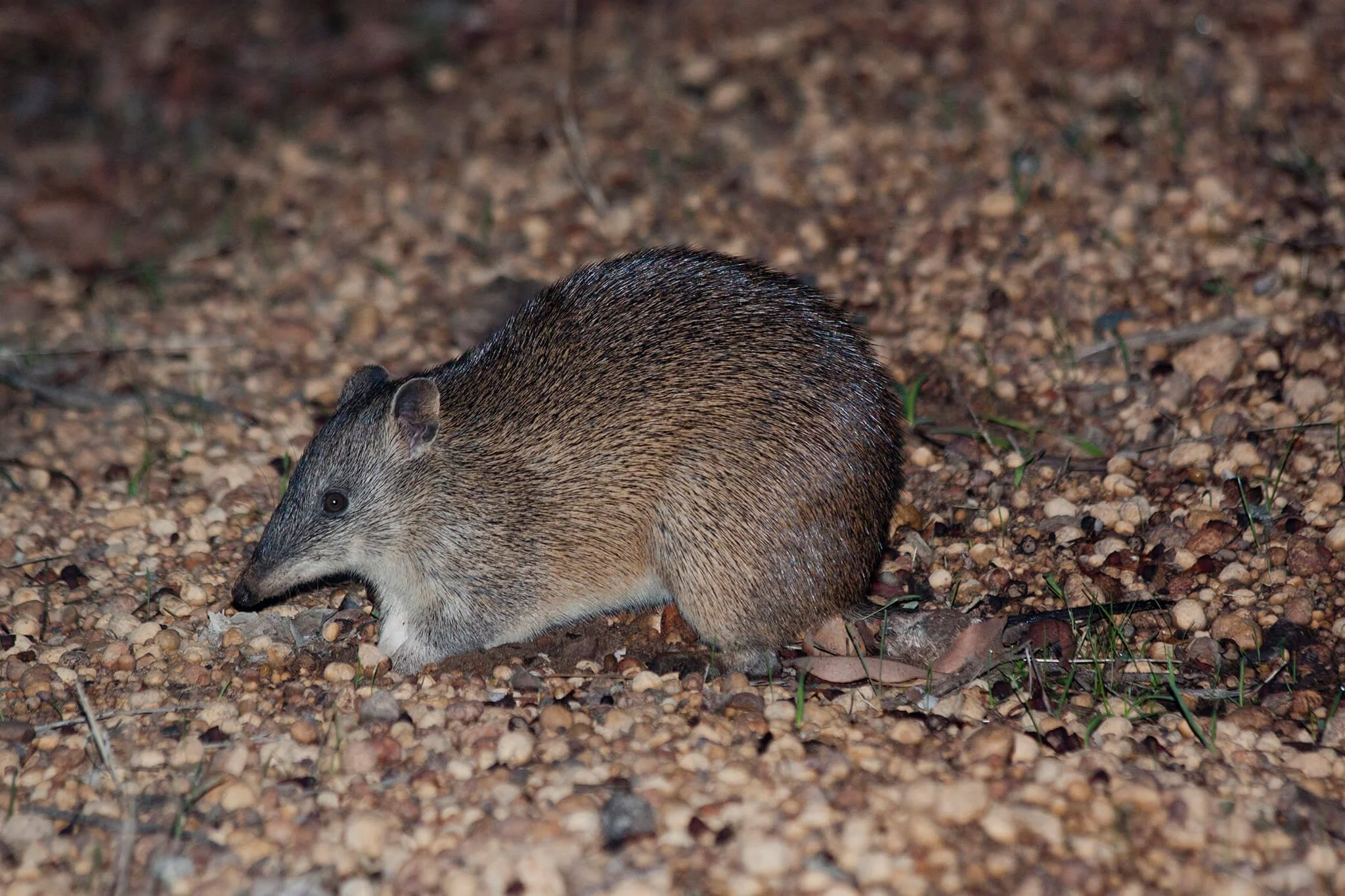 See all Wild LIves — Wildlife Wonders