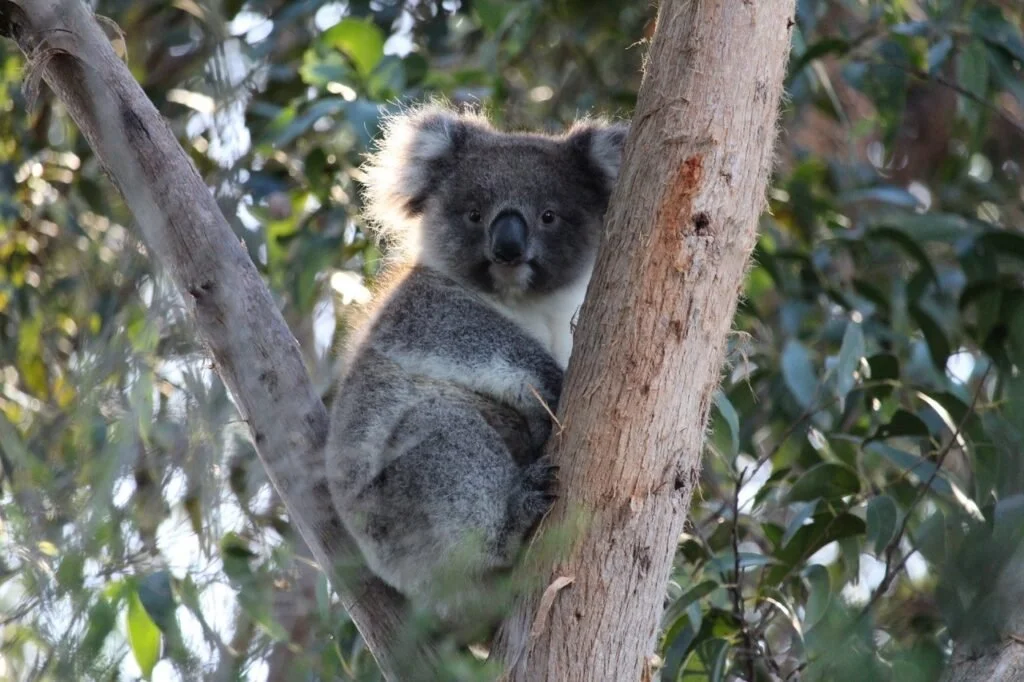 Learn about the Koala — Wildlife Wonders