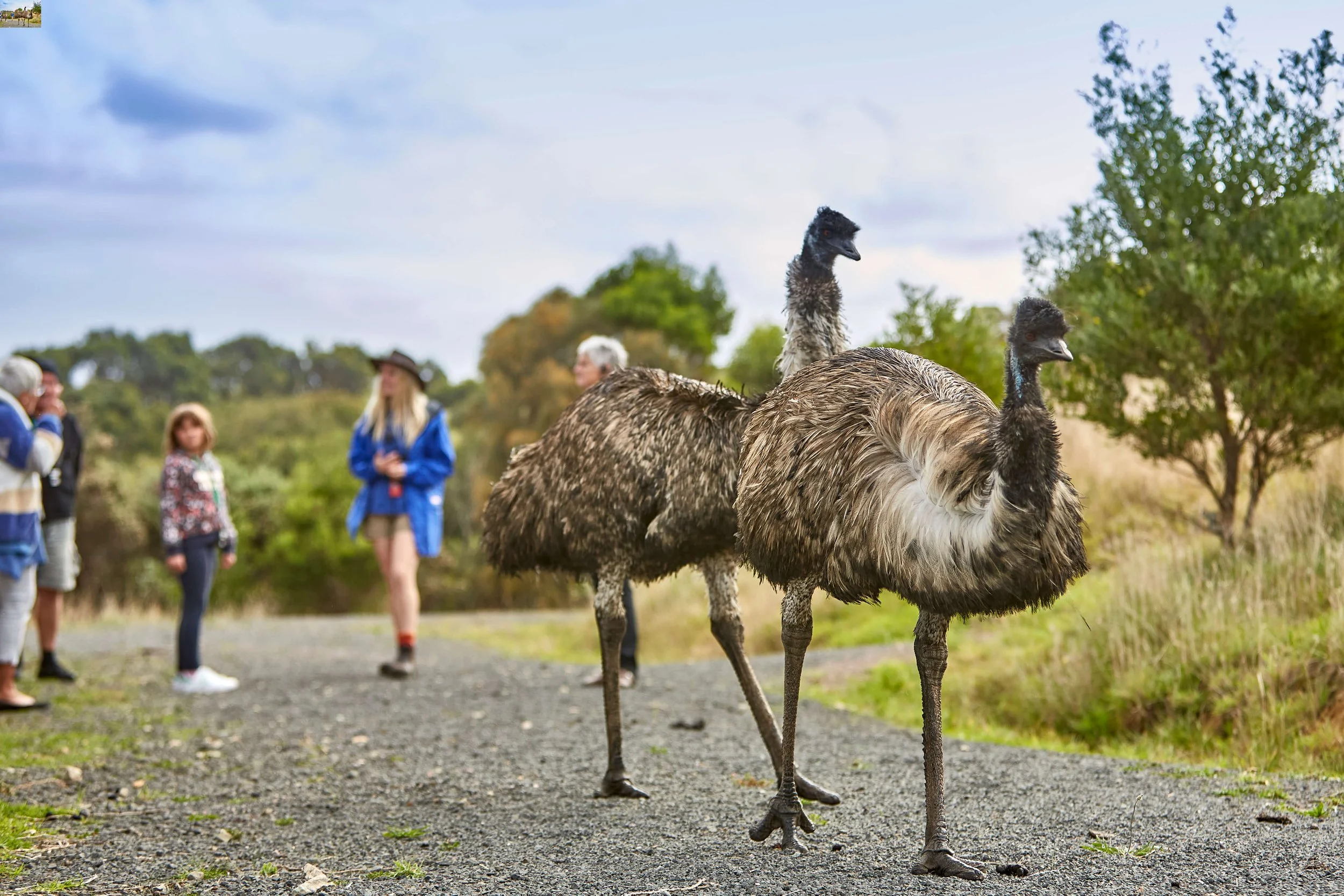 Birdlife abounds on a Wildlife Wonders Dawn Discovery Tour — Wildlife ...