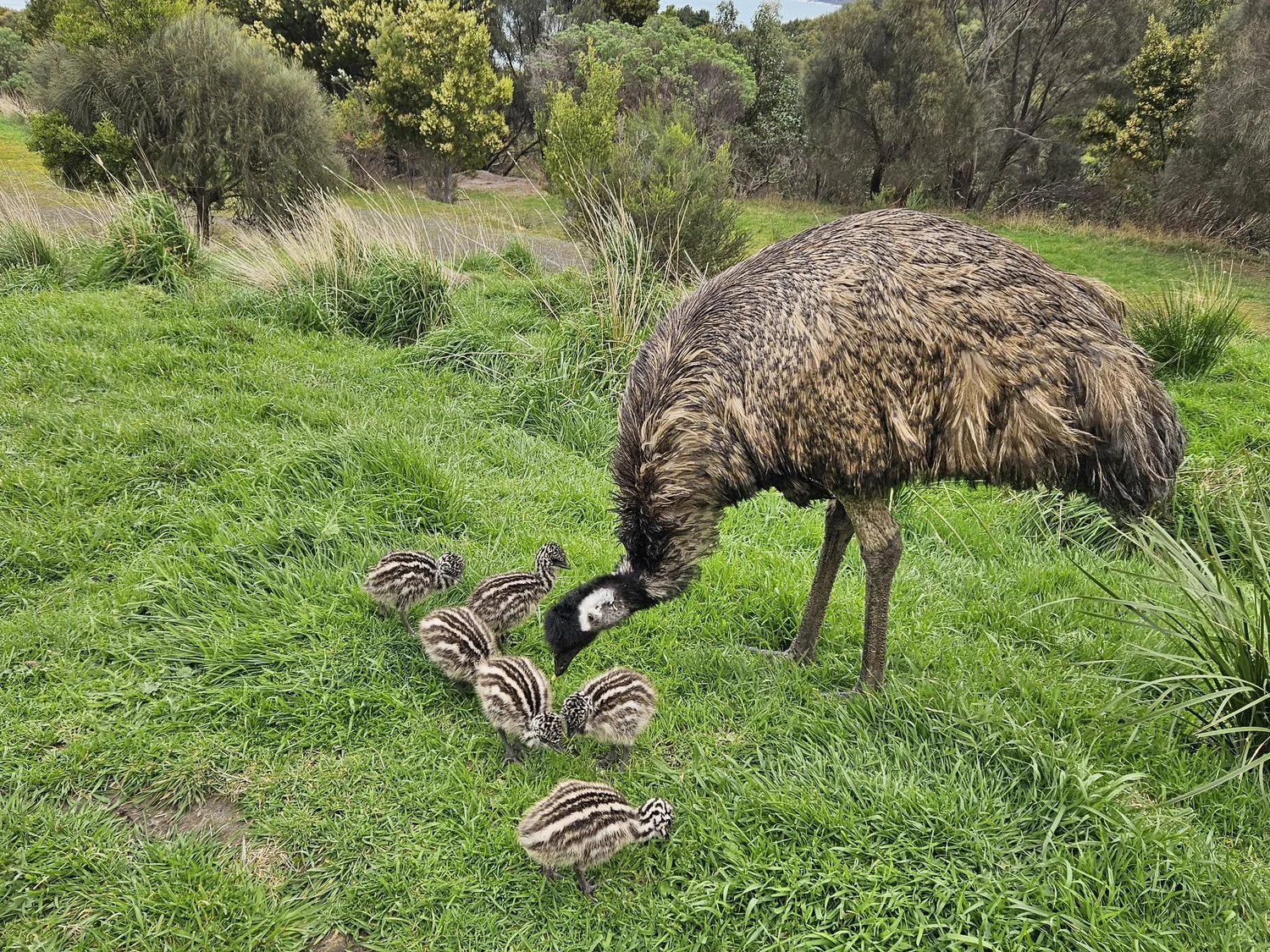 Welcome new emu chicks — Wildlife Wonders
