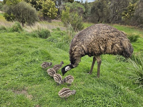 Welcome new emu chicks — Wildlife Wonders