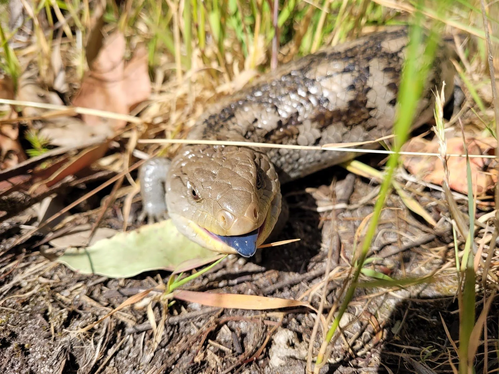 Common Blue-tongued Lizard | Discover Unseen Wonders — Wildlife Wonders
