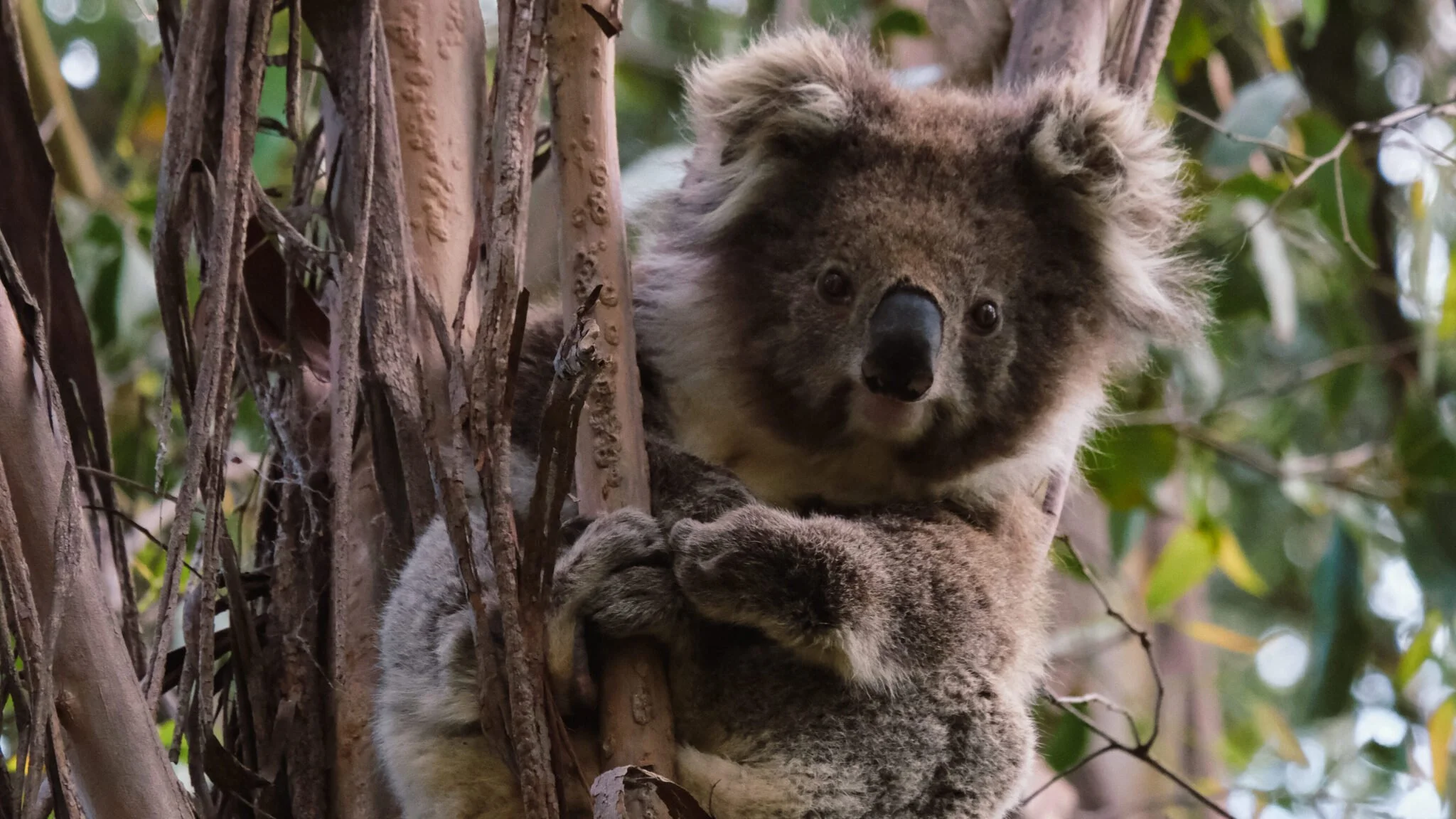 See all Wild LIves — Wildlife Wonders