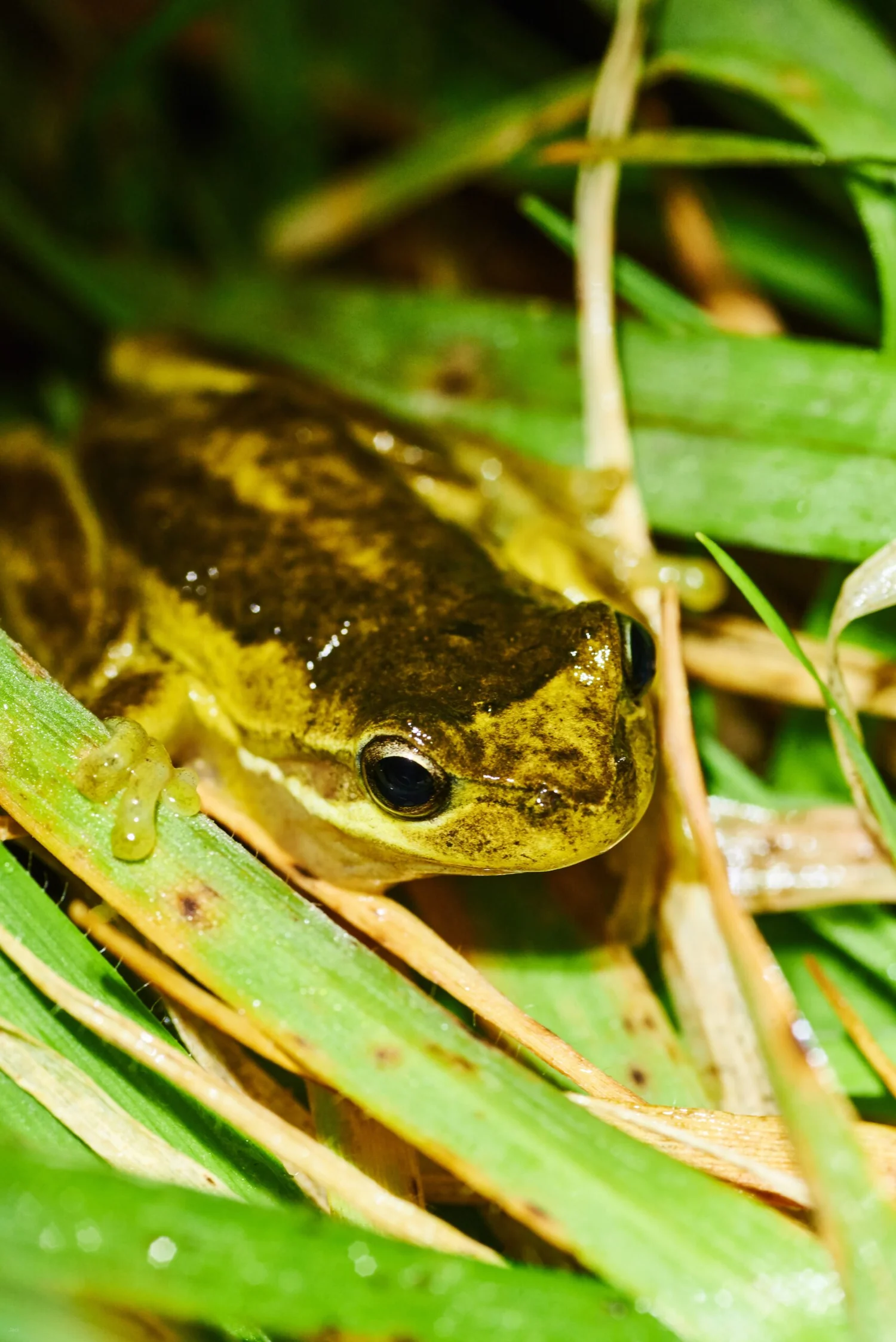 The Southern Brown Tree Frog | Witness Nature's Magic — Wildlife Wonders