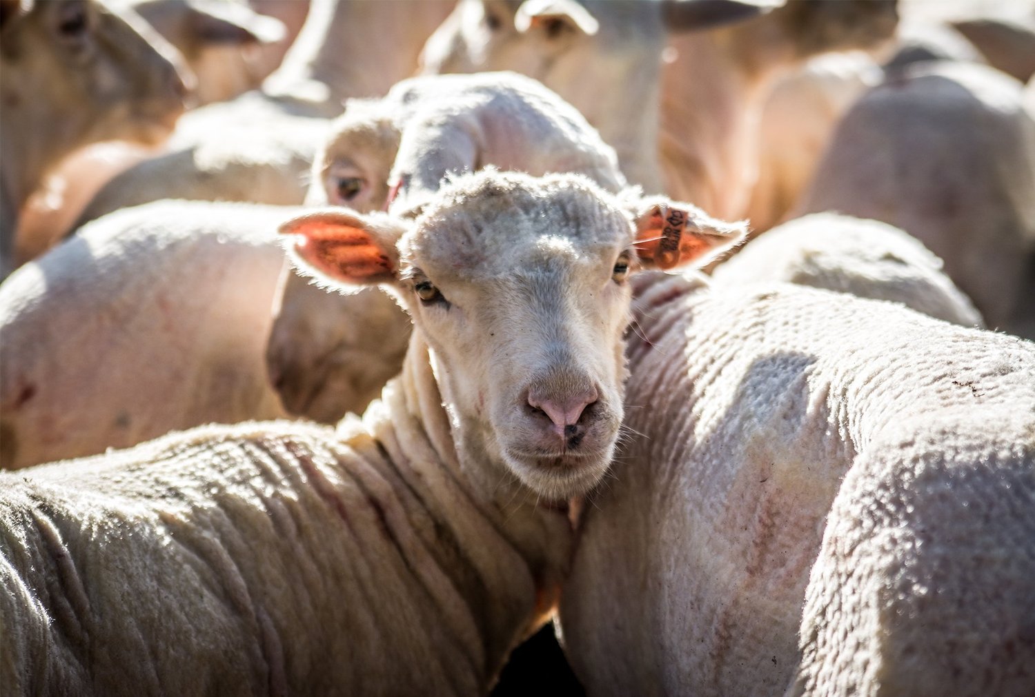 About — Keep The Sheep Here