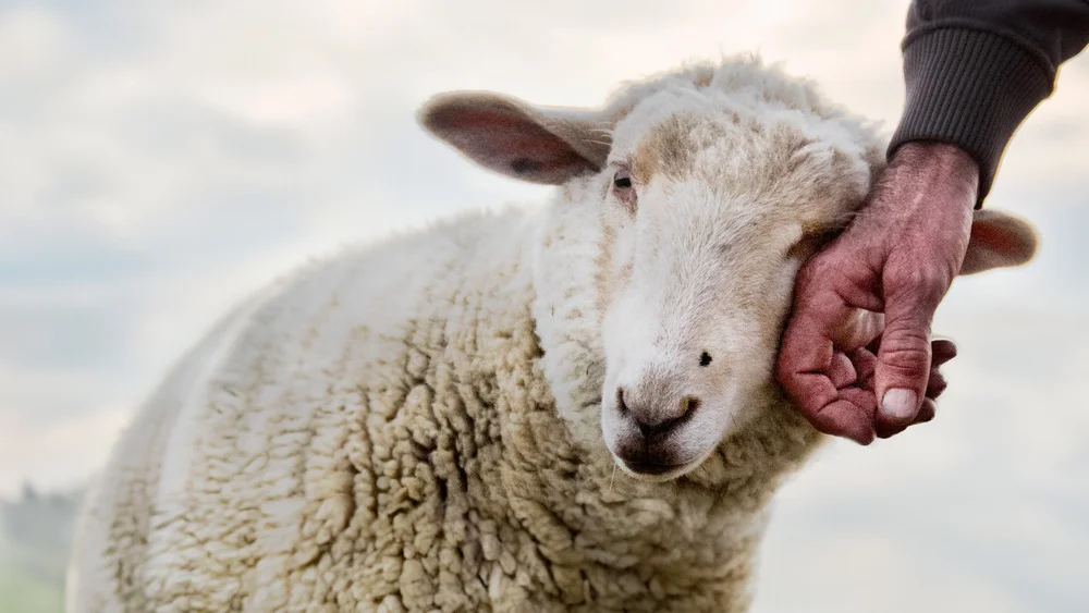 Keep The Sheep Here