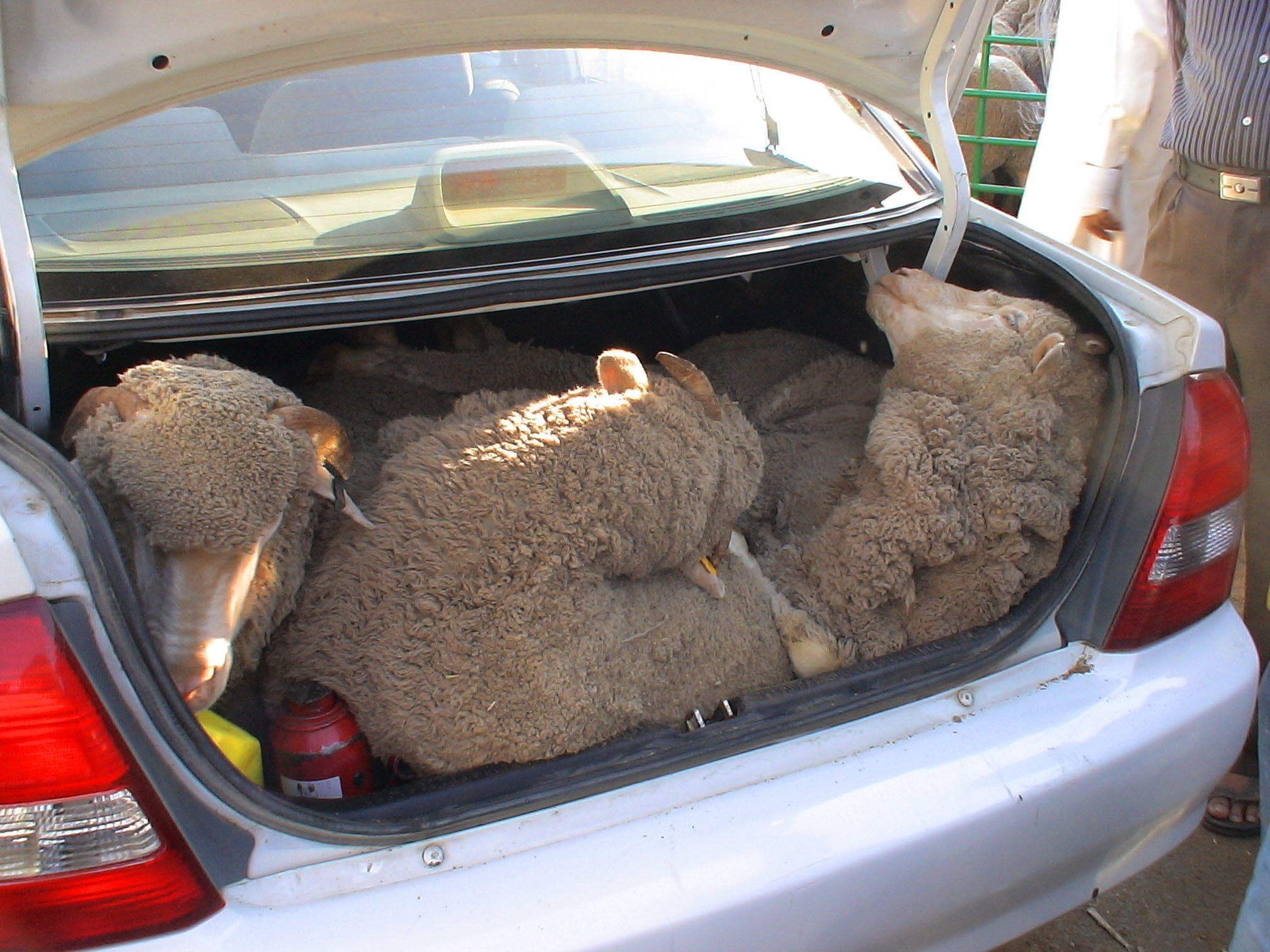 Keep The Sheep Here