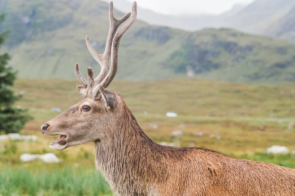Route | Start Your Adventure Today — West Highland Way