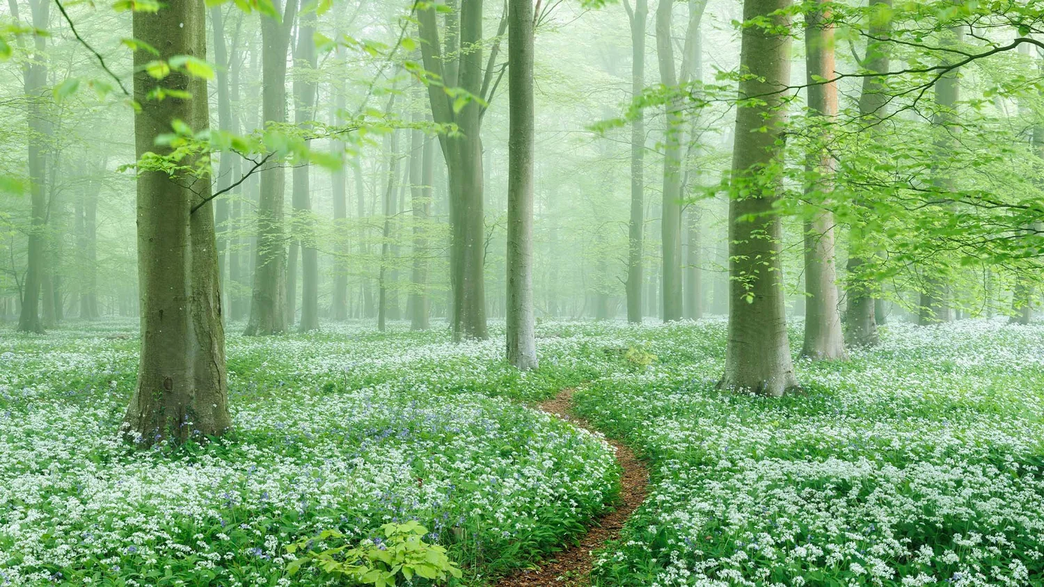 Forest Photography Course Online | Learn Woodland Photography Techniques