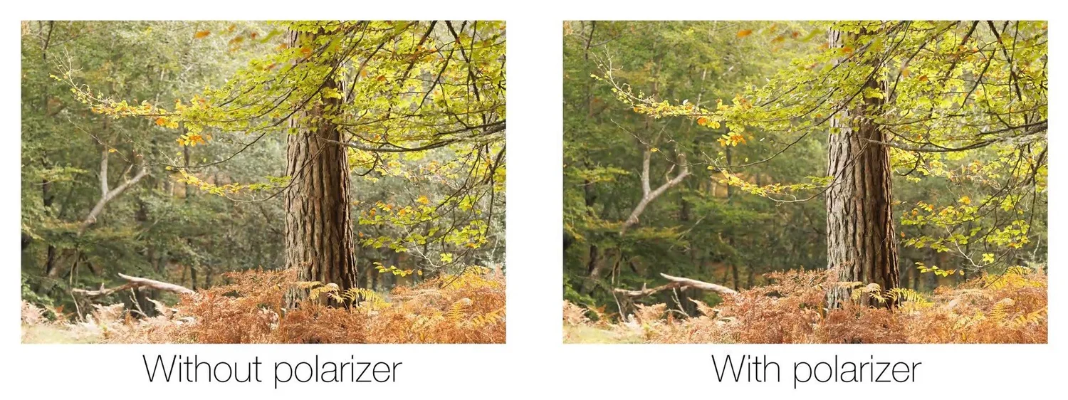 Forest Photography For Beginners