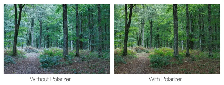 Forest Photography For Beginners