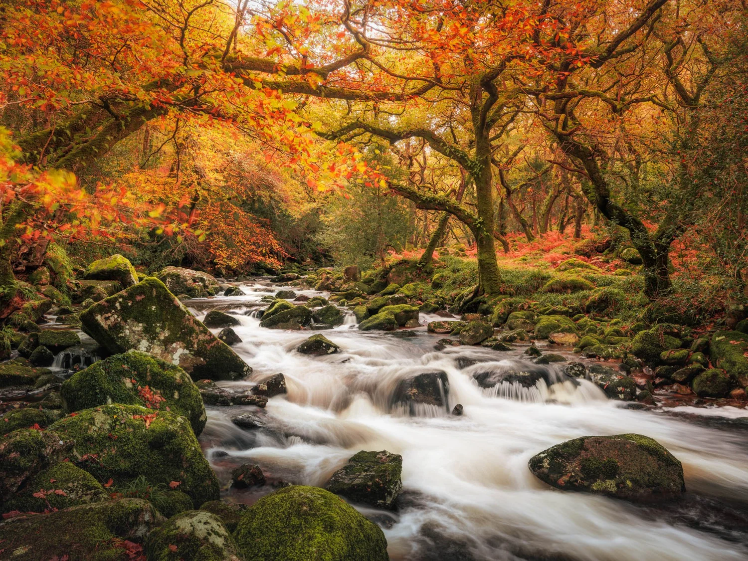 Forest Photography For Beginners