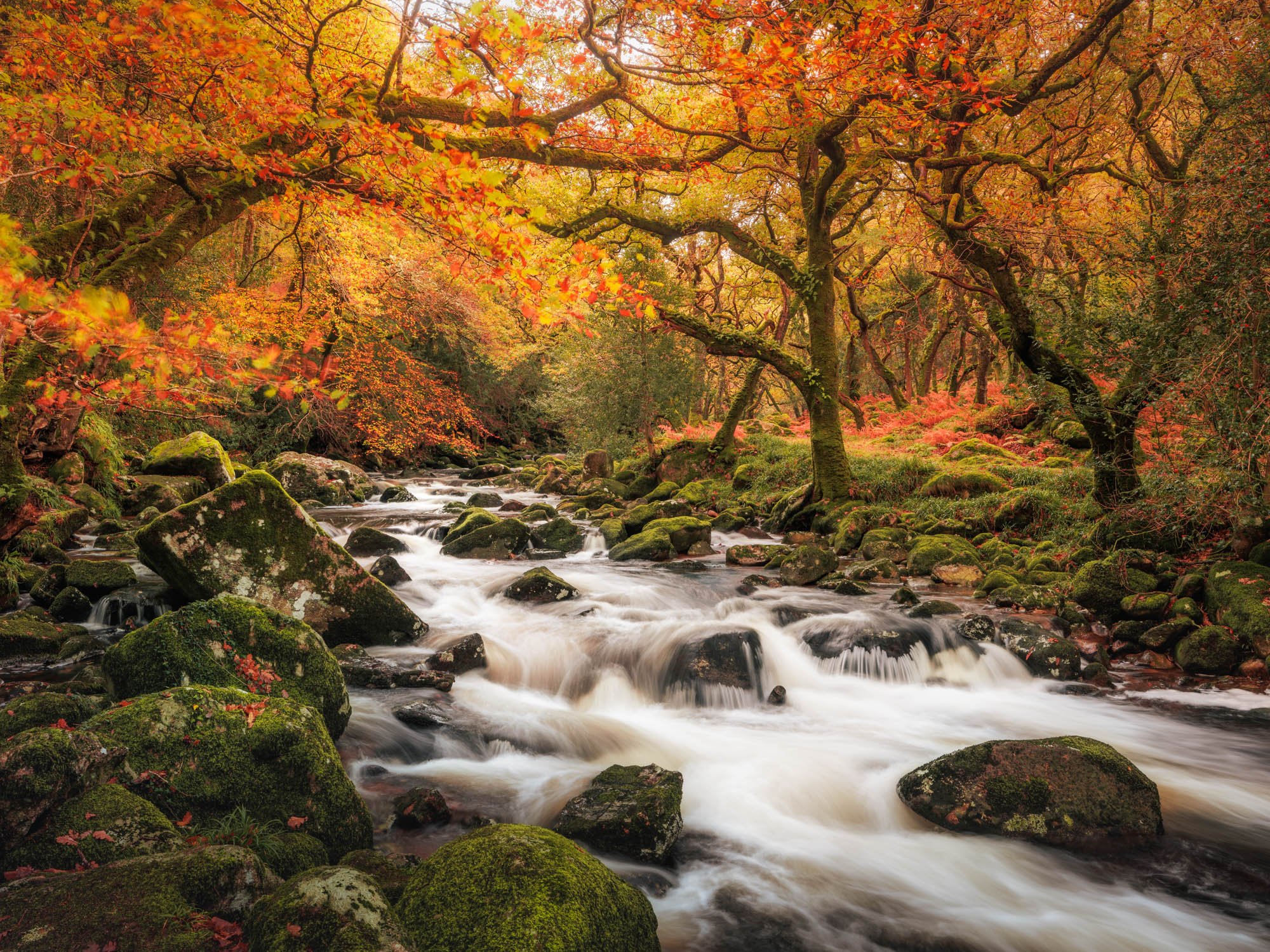 Forest Photography For Beginners