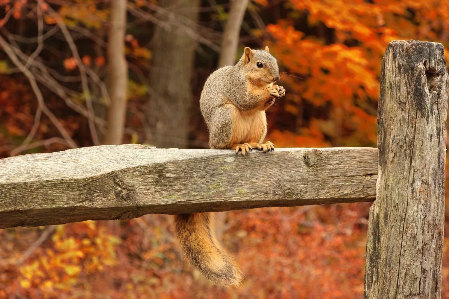10 Best Autumn Photography Ideas | Fall Photo Tips & Inspiration