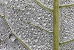 Macro Photography Ideas: 20 Creative Close-Up Photo Tips