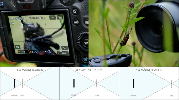 Macro Photography Course Online | Learn Macro Photography Techniques