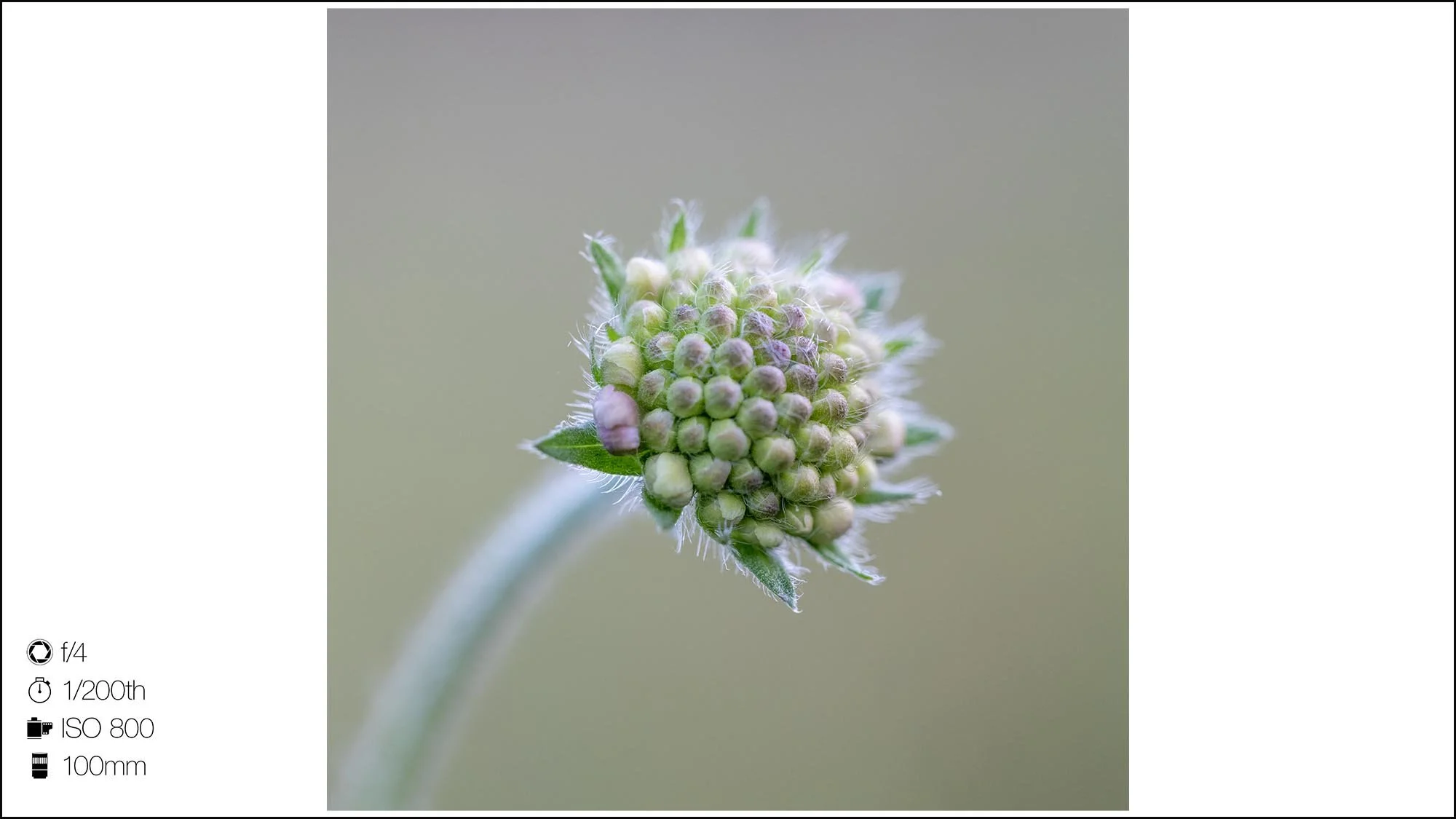 Macro Photography Course | Online Macro Photography Class | The School ...