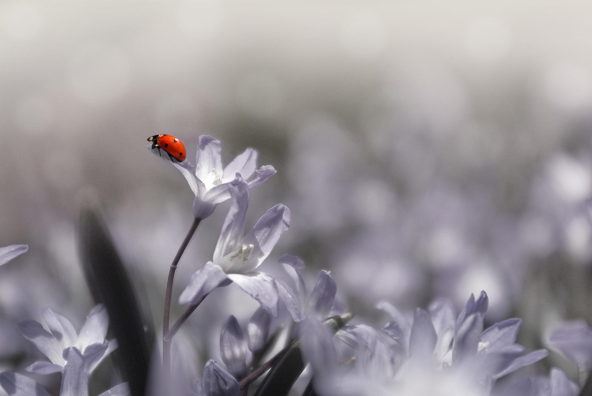 Photoshop Teacher Training Course | The School of Photography